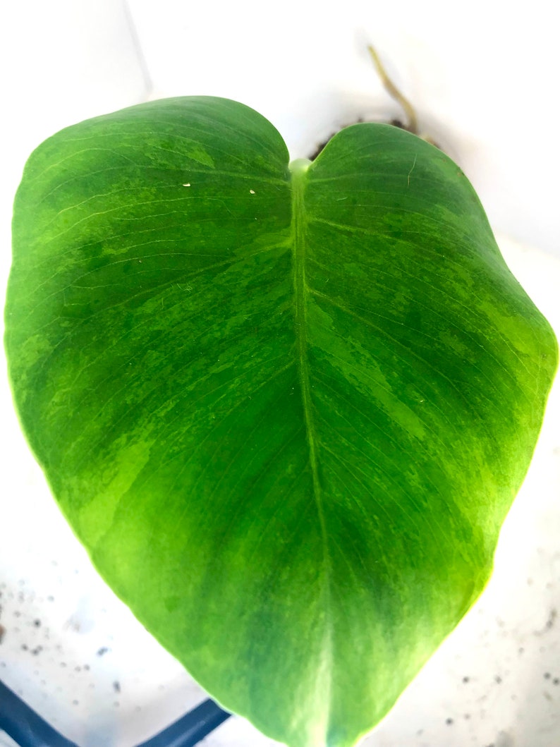 Extremely Rare Variegated Monstera Green-on-green gog US - Etsy