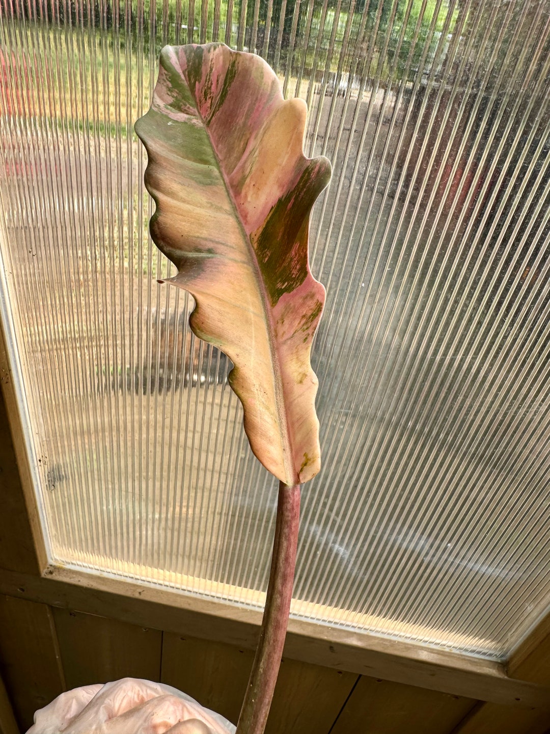 Caramel Marble Philodendron Soil Rooted - Etsy