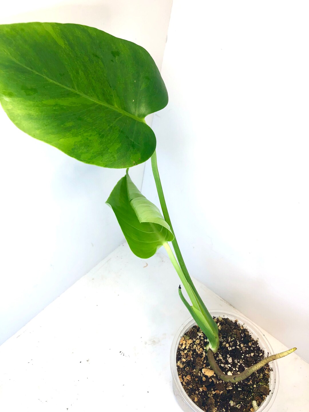 Extremely Rare Variegated Monstera Green-on-green gog US - Etsy