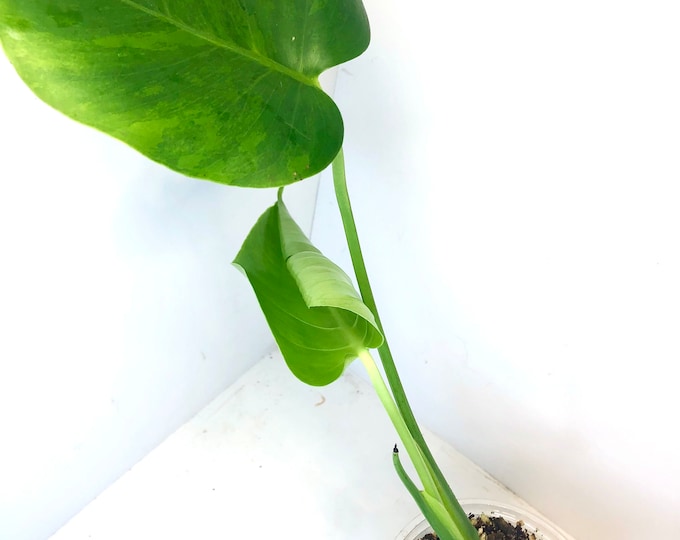 Extremely Rare Variegated Monstera Green-on-green (gog) *US Seller FREE ...