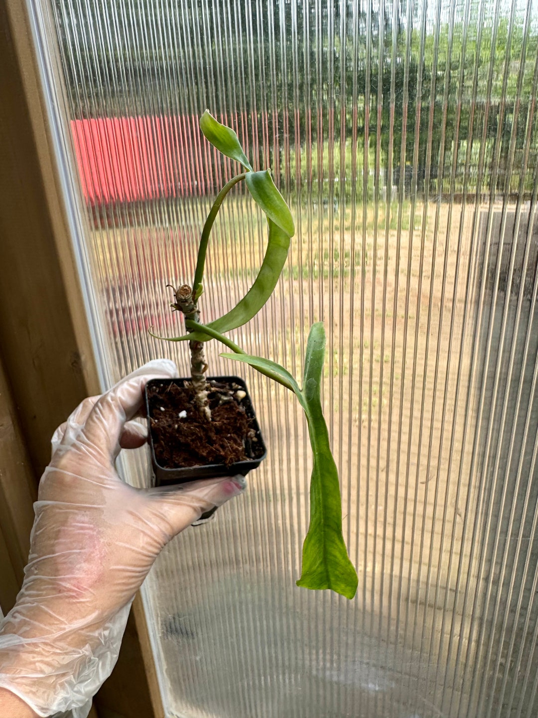 Philodendron 69686 Rare Collectors Plant With Amazing Trident ...