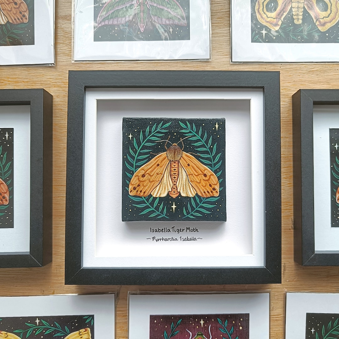 Isabella Tiger Moth Magical Moth Art moth Painting Moth - Etsy