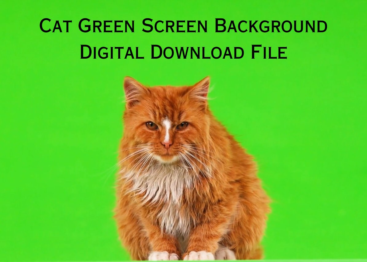 Green Screen Cat | Animated Kitty Video Green Screen | Green Screen ...