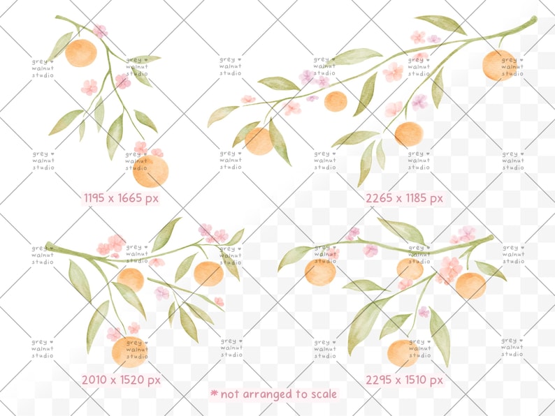 Imágenes prediseñadas de clementina, acuarela, floral, primavera, flor ...