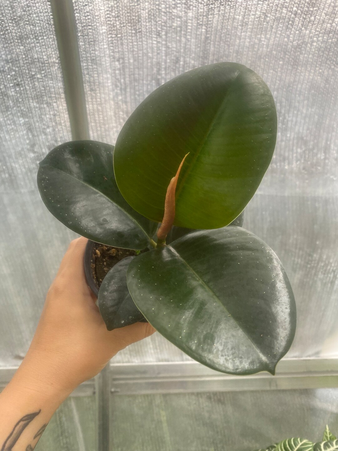 Ficus Elastica 'sofia' Established Plant 4.5 Pot - Etsy