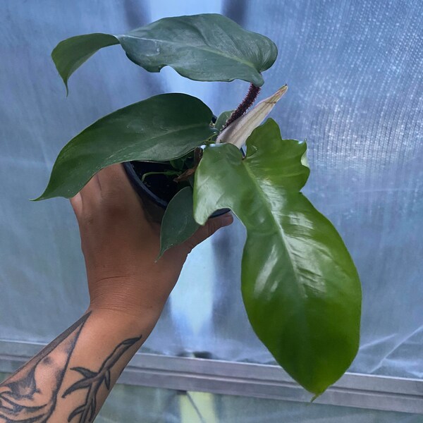 Philodendron Squamiferum - Etsy