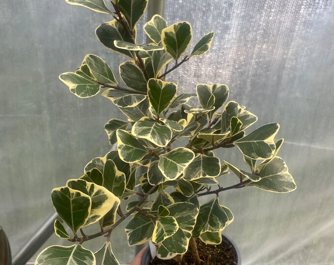Ficus Triangularis Variegata | Established Plant | 4.5" - Etsy