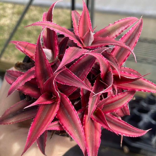 Cryptanthus - Etsy