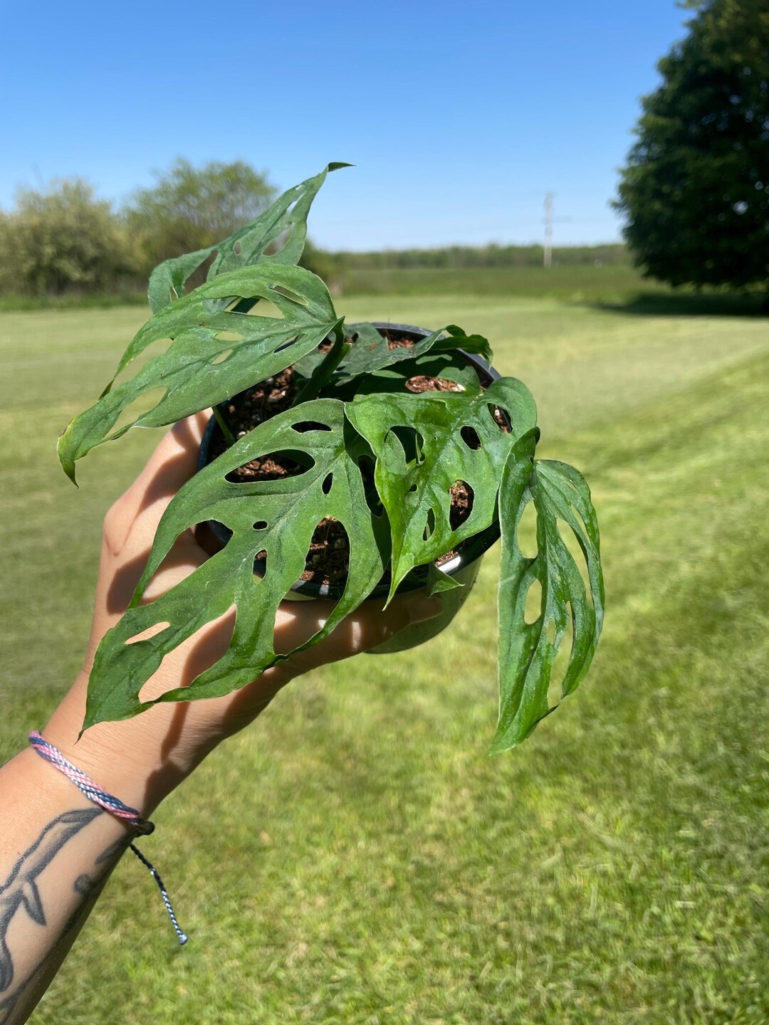 Monstera Epipremnoides | 'esqueleto' | Established Plant | 4.5" Pot - Etsy