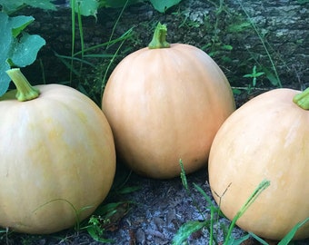 Cherokee Tan Pumpkin Seeds | Etsy