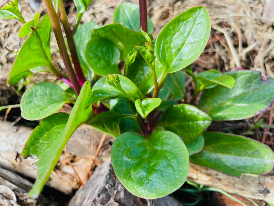Red Malabar Spinach Seeds - Etsy