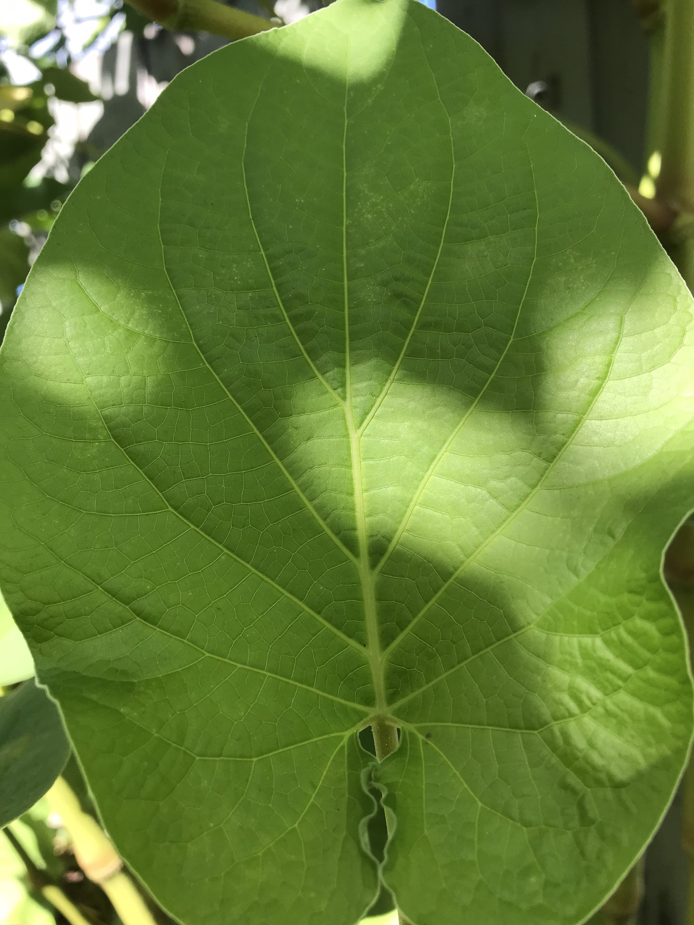 Yerba Santa -root Beer Leaf- Holy Leaf- Piper Auritum - Hoja Santa ...