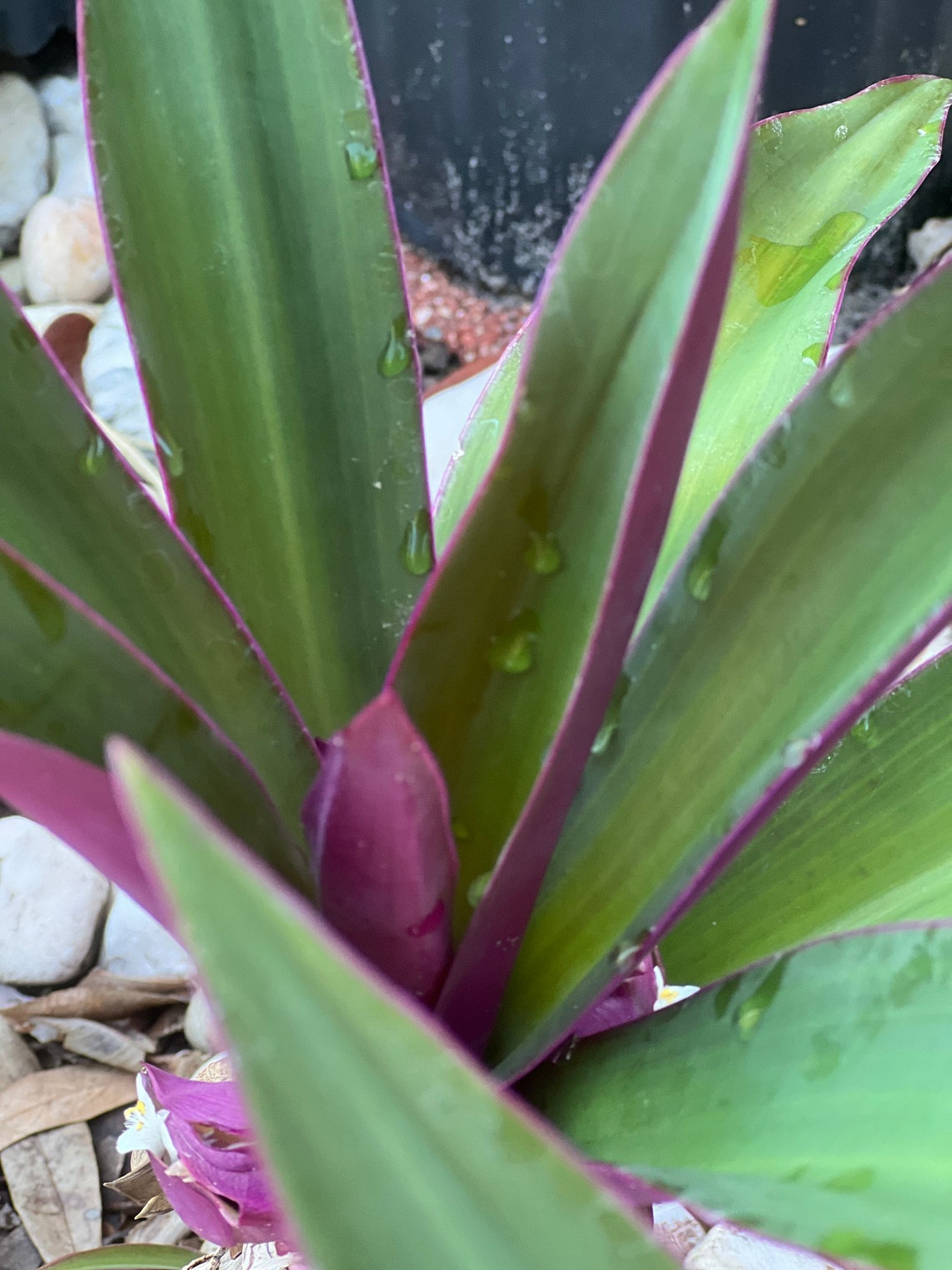 15 Organic Moses in the Cradle Leaves, Oyster Plant Leaves, Purple ...