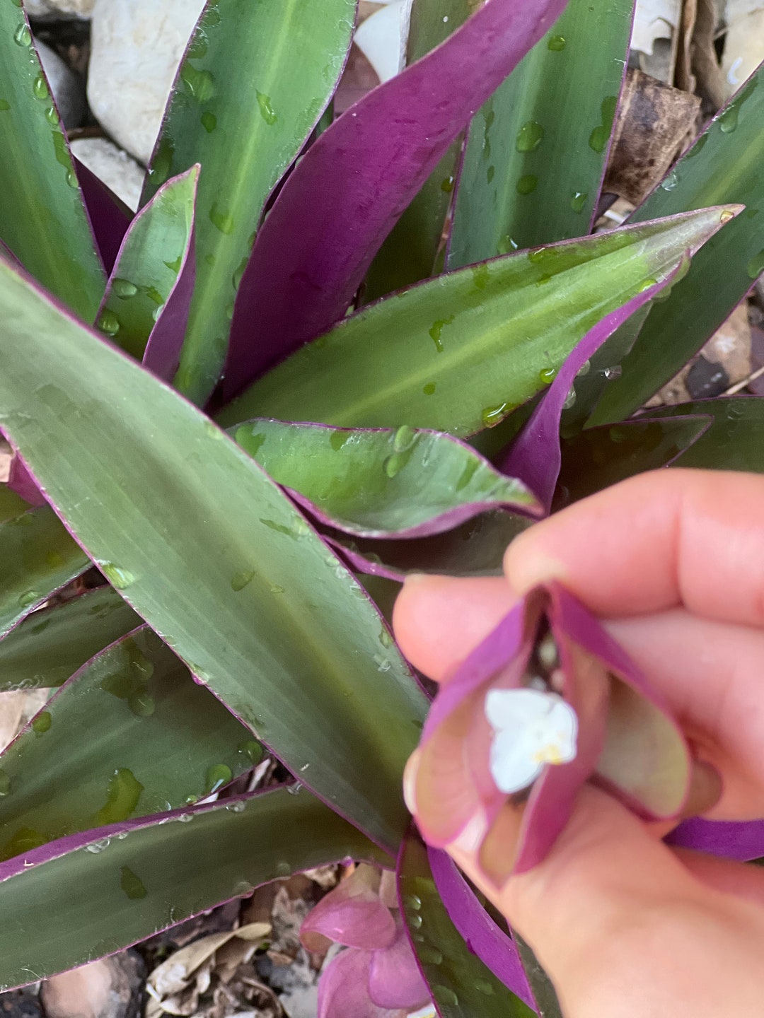 15 Organic Moses in the Cradle Leaves: Tradescantia Spathacea - Etsy