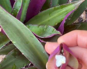 Dwarf Moses in the Cradle/ Boat Lily/ Oyster Plant - Etsy