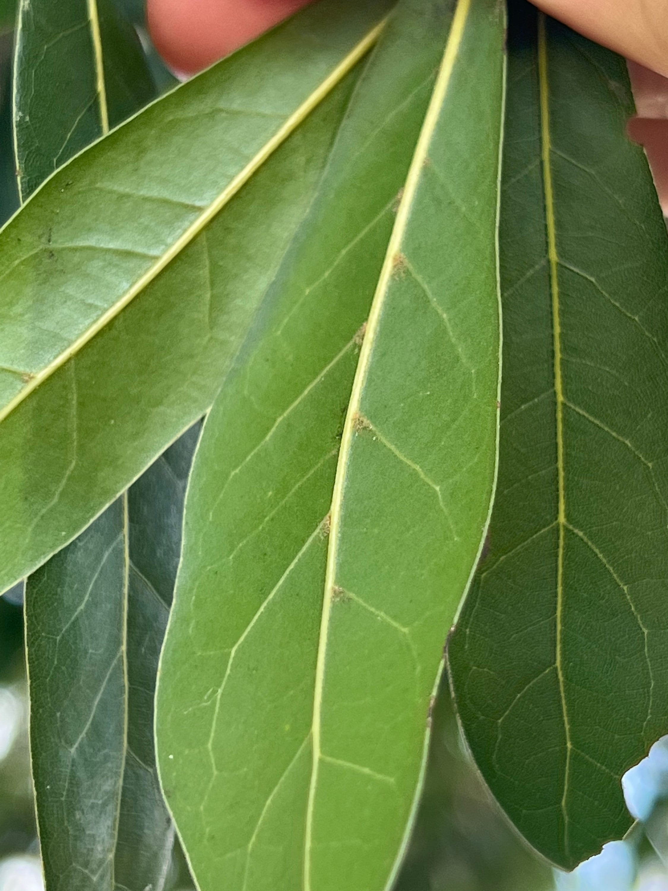 65 Organic Oak Tree Leaves - Etsy