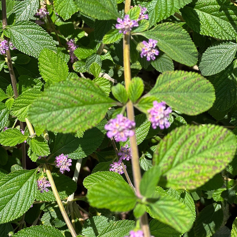 Lippia Graveolens Seeds - Etsy