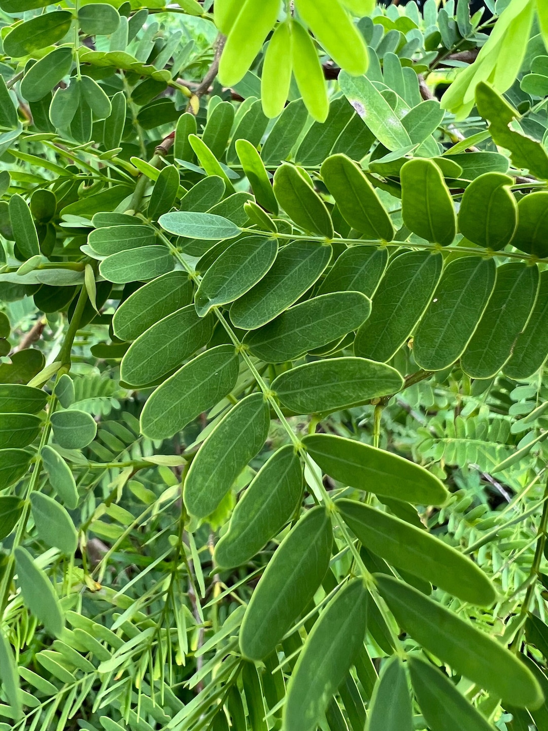100 Fresh Organic Tamarind Leaves: Culinary & Herbal Tea - Etsy