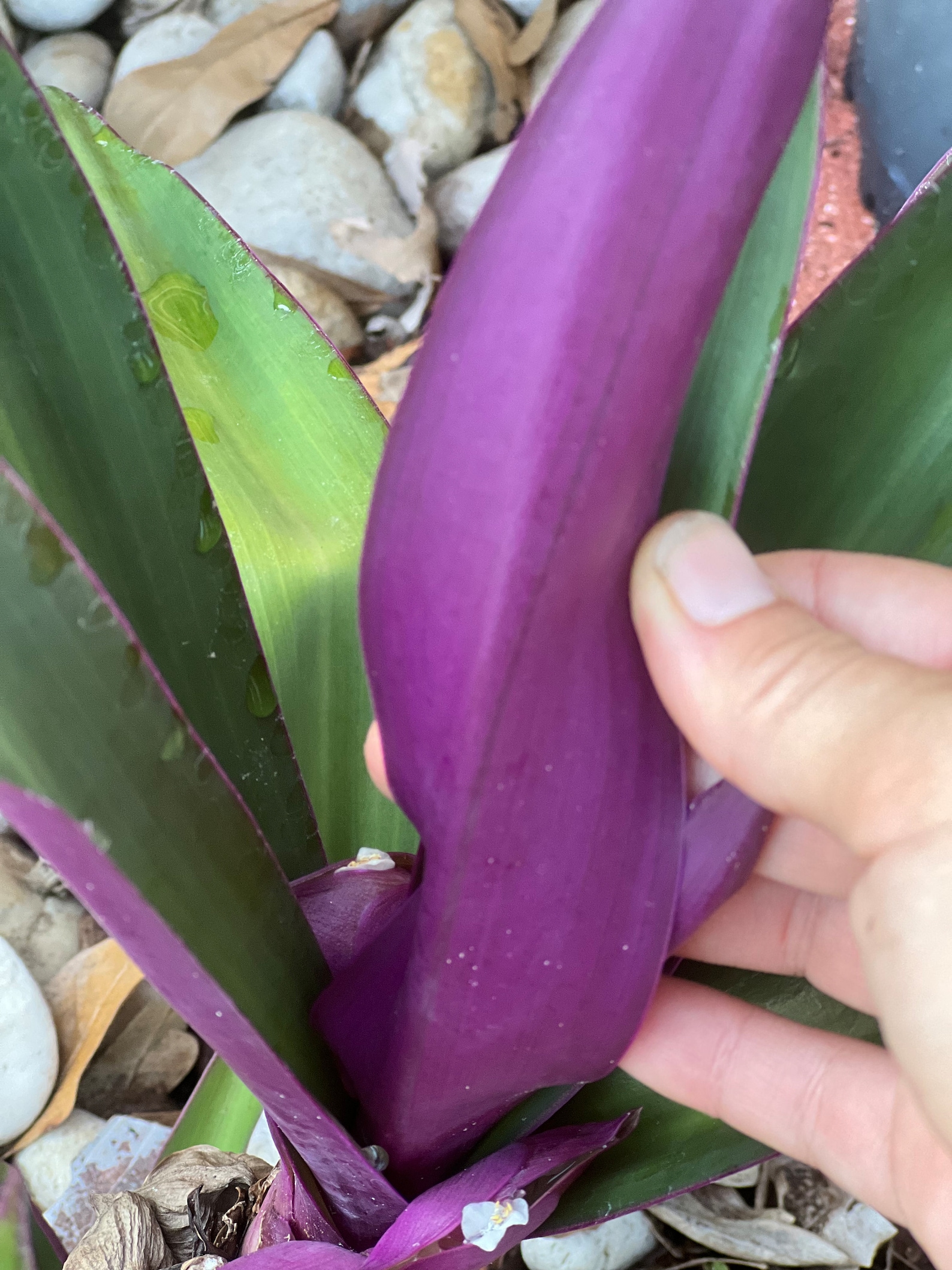15 Organic Moses in the Cradle Leaves, Oyster Plant Leaves, Purple ...