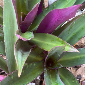 15 Organic Moses in the Cradle Leaves, Oyster Plant Leaves, Purple ...