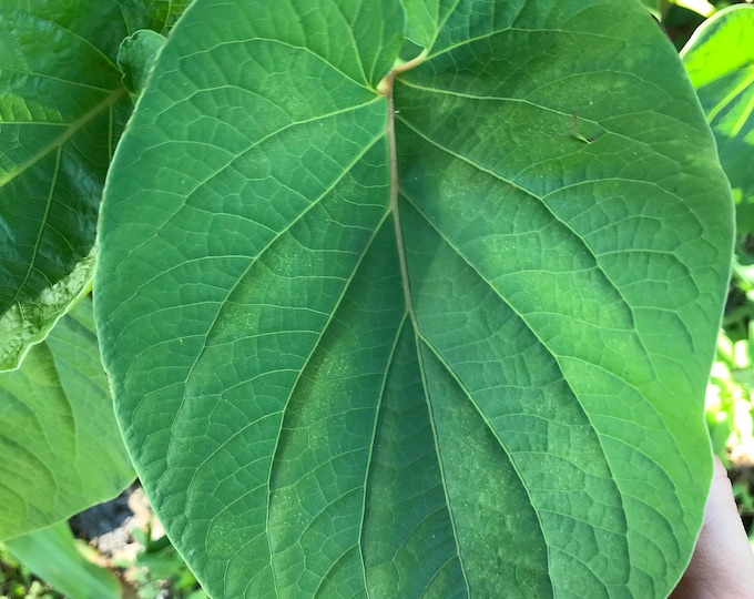 Yerba Santa -root Beer Leaf- Holy Leaf- Piper Auritum - Hoja Santa ...