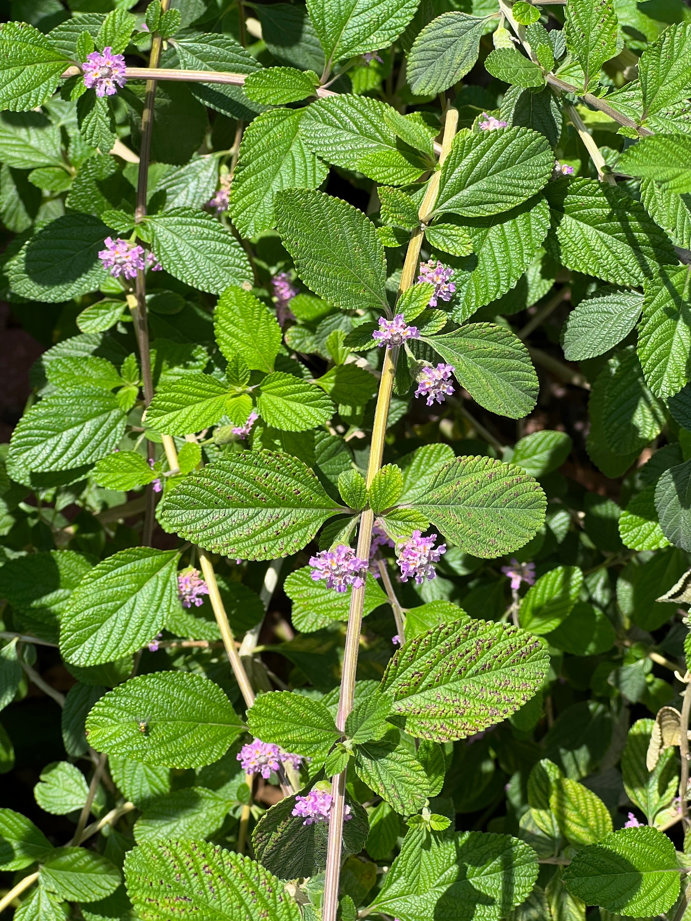 8 Organic Lippia Alba Cuttings: Bushy Matgrass Herb - Etsy