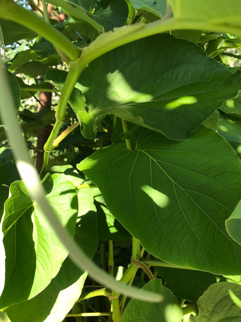 Yerba Santa -root Beer Leaf- Holy Leaf- Piper Auritum - Hoja Santa ...