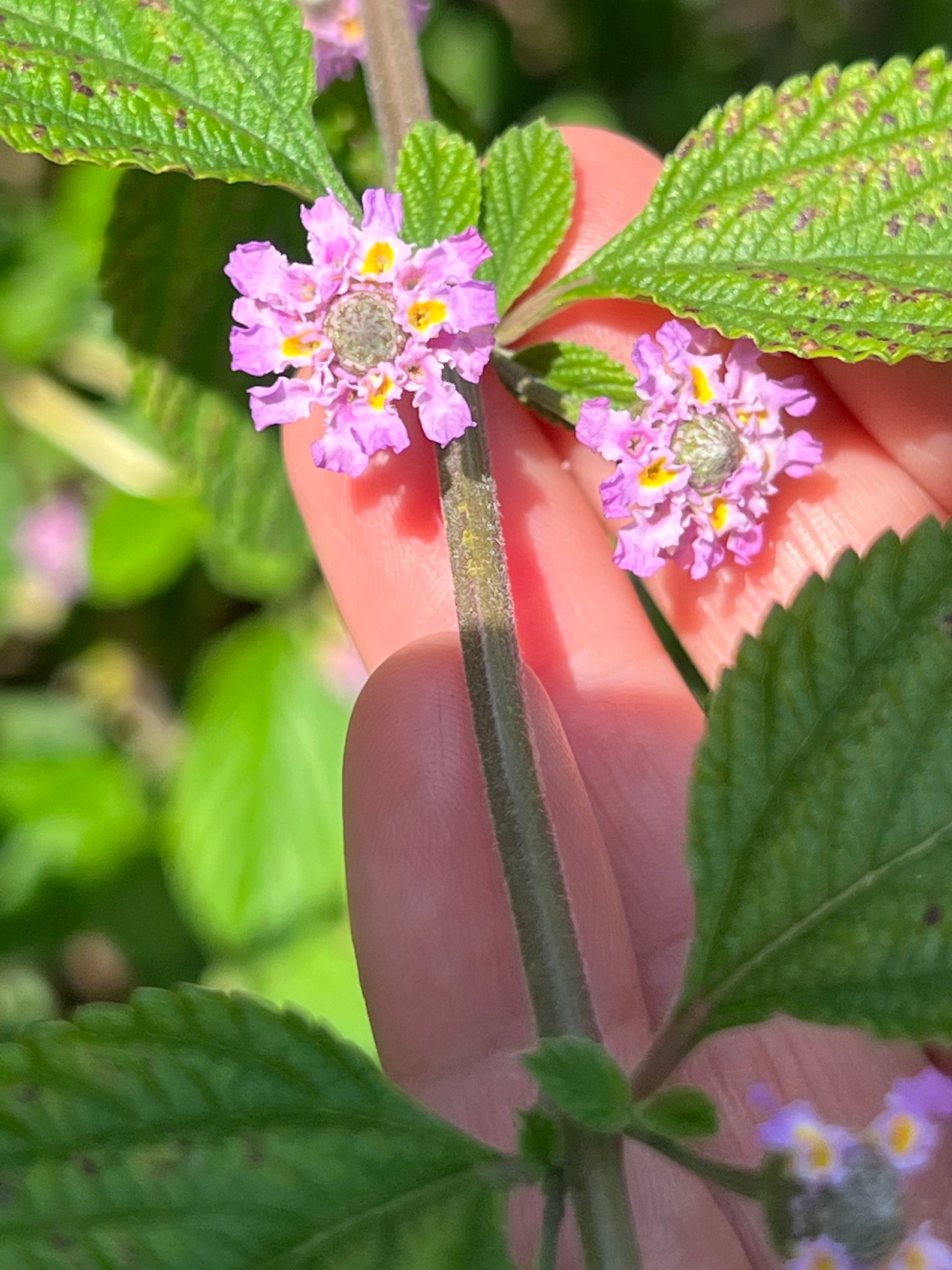 8 Organic Lippia Alba Cuttings: Bushy Matgrass Herb - Etsy