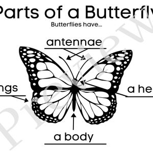 Printable Butterfly Writing Process With Informative Writing Prompt ...