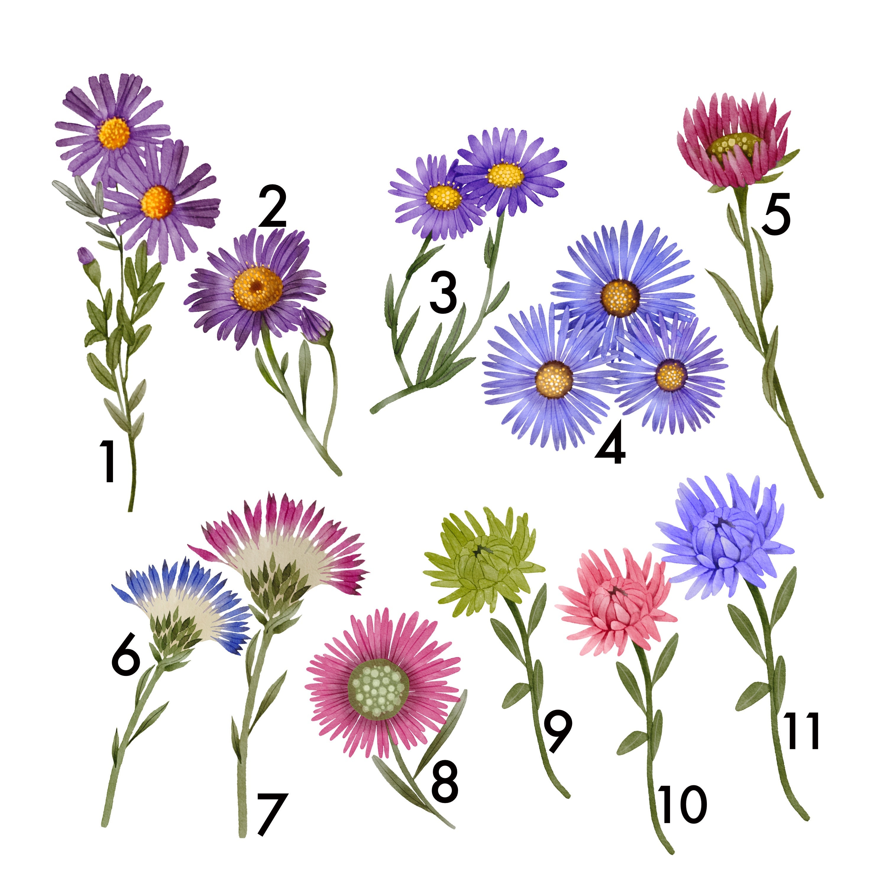 Aster Birth Flower Clipart PNG September Flower PNG - Etsy