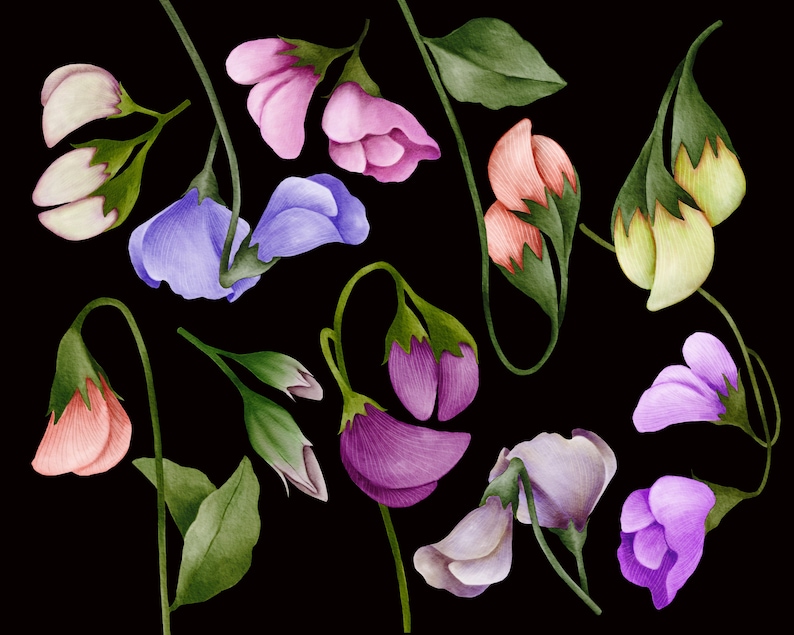 April Birth Month Flower PNG / Sweet Pea Clipart / Sweet Pea Print ...