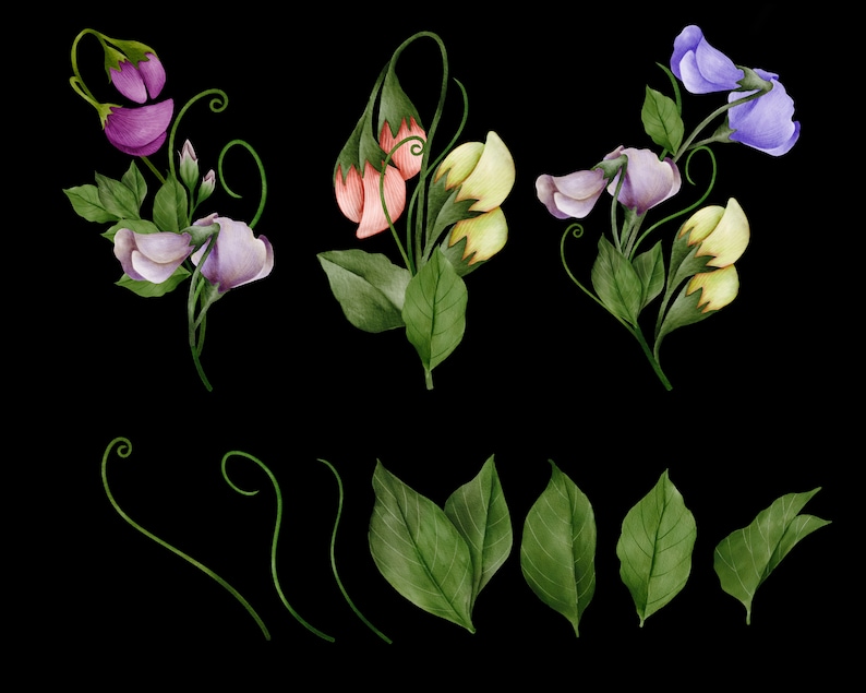 April Birth Month Flower PNG / Sweet Pea Clipart / Sweet Pea Print ...