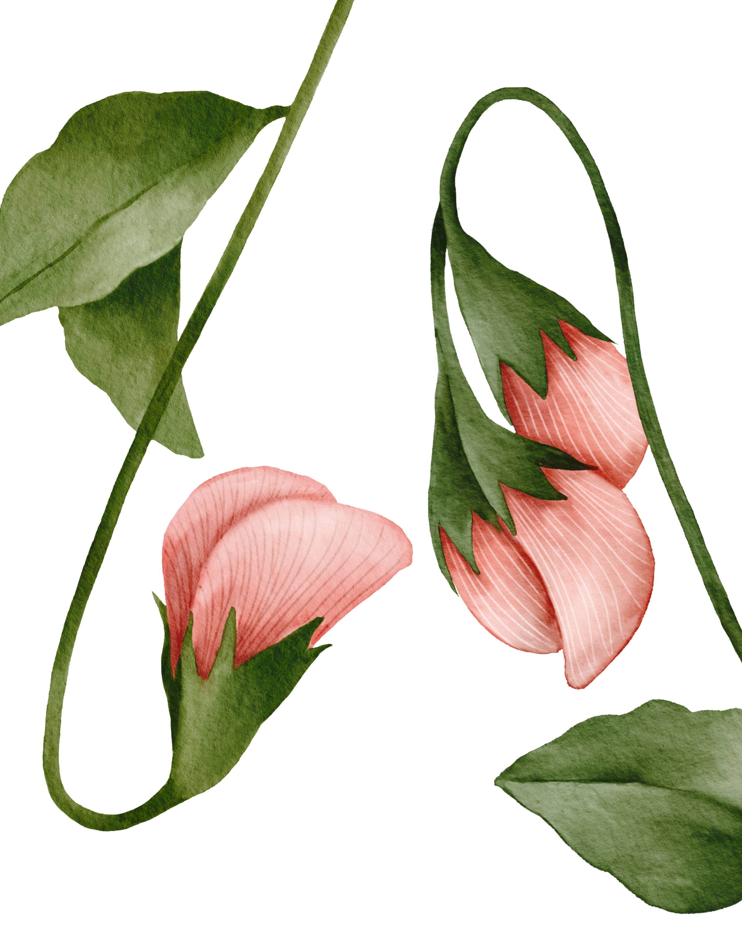 April Birth Month Flower PNG / Sweet Pea Clipart / Sweet Pea Print ...