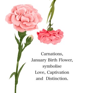 January Birth Month Flower Carnation PNG / Birth Flower Clipart ...