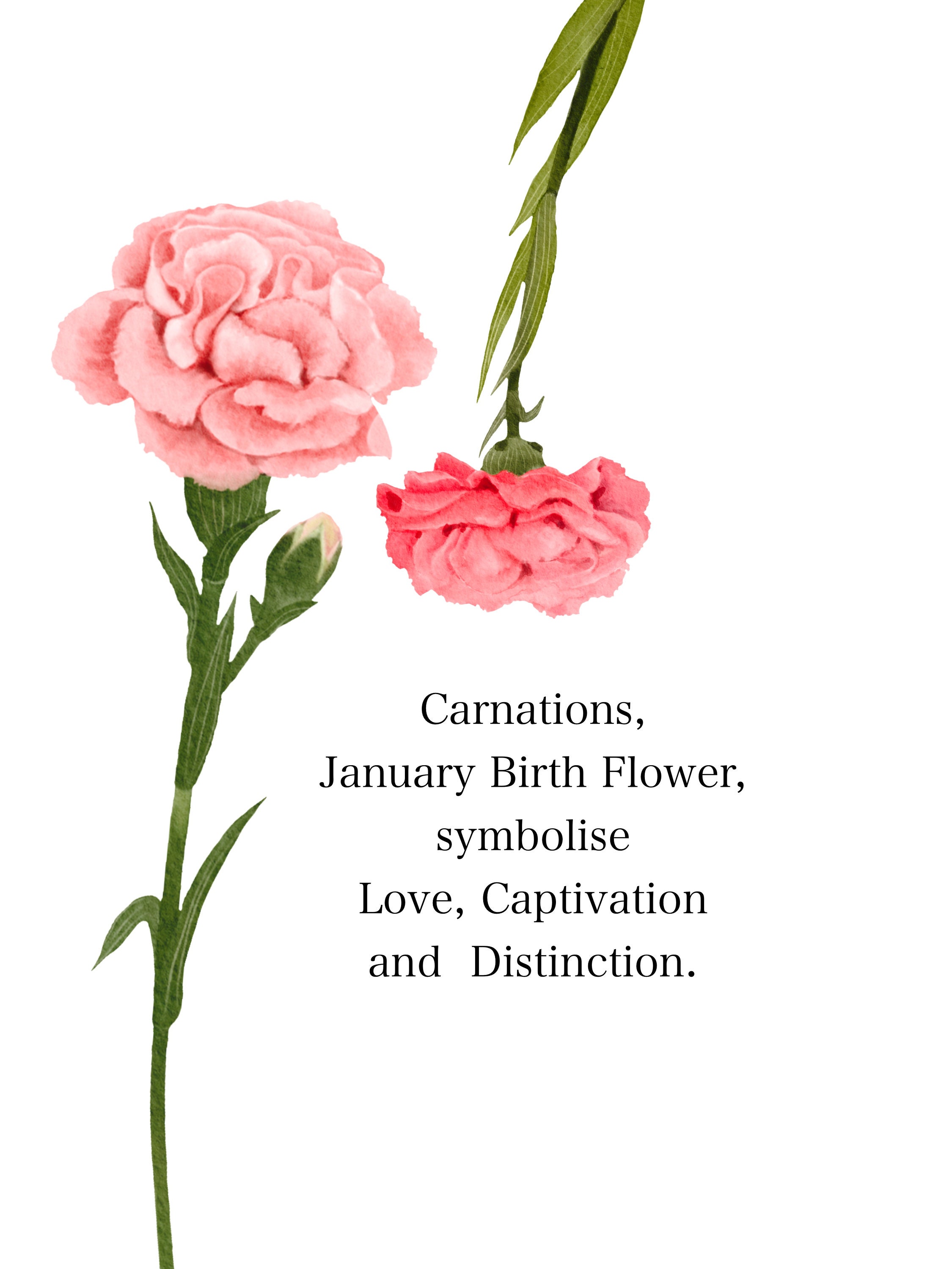 January Birth Month Flower Carnation PNG / Birth Flower Clipart ...