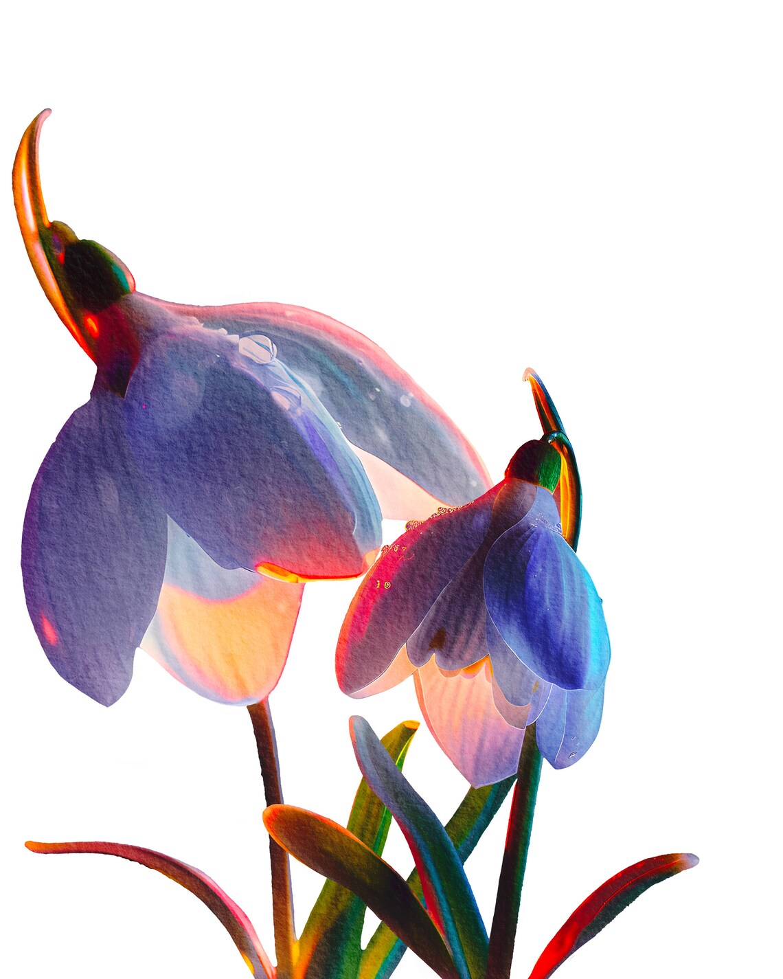 Birth Month Flower PNG Birth Flower Print Tattoo Birth Flower Clipart ...