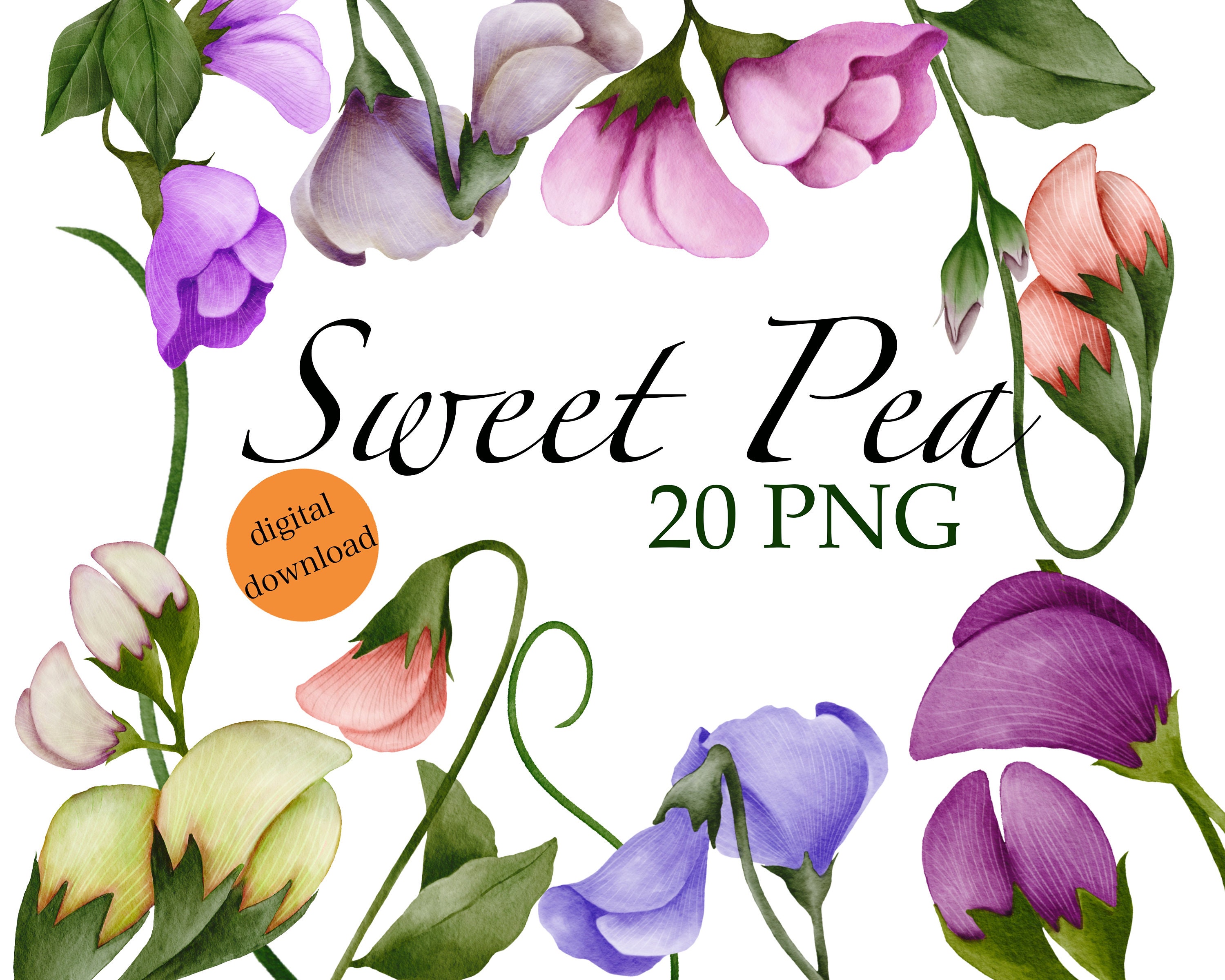 April Birth Month Flower PNG / Sweet Pea Clipart / Sweet Pea Print ...