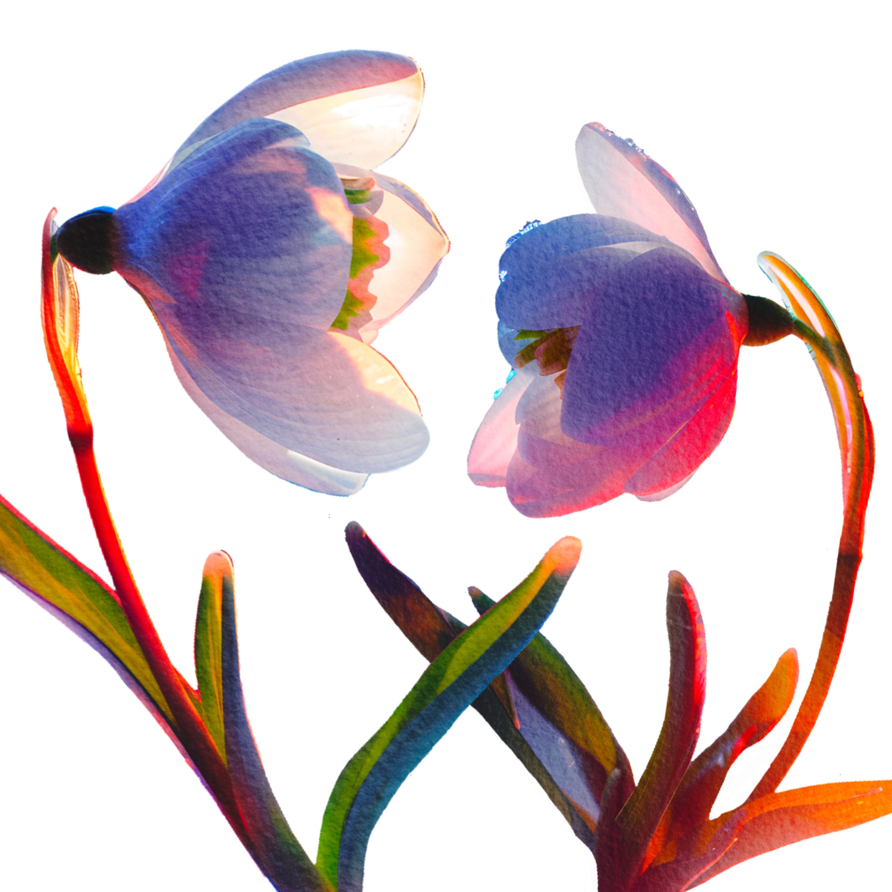 Birth Month Flower PNG Birth Flower Print Tattoo Birth Flower Clipart ...