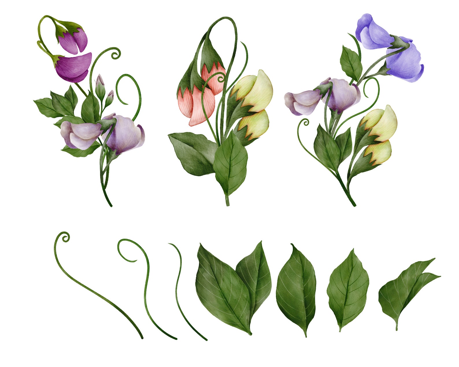 April Birth Month Flower PNG / Sweet Pea Clipart / Sweet Pea Print ...