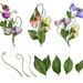 April Birth Month Flower PNG / Sweet Pea Clipart / Sweet Pea Print ...