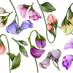 April Birth Month Flower PNG / Sweet Pea Clipart / Sweet Pea Print ...