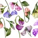 April Birth Month Flower PNG / Sweet Pea Clipart / Sweet Pea Print ...