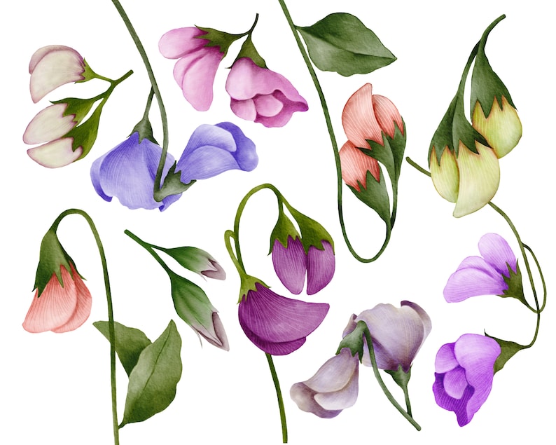 April Birth Month Flower PNG / Sweet Pea Clipart / Sweet Pea Print ...