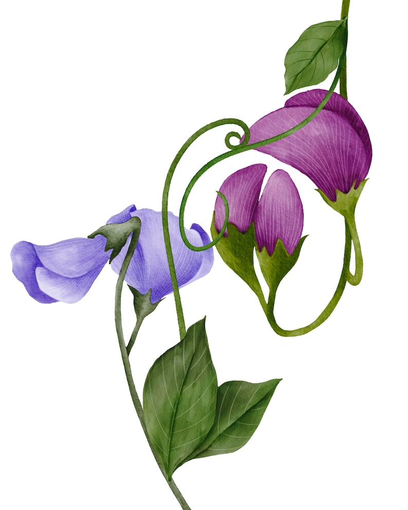 April Birth Month Flower PNG / Sweet Pea Clipart / Sweet Pea Print ...