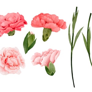 January Birth Month Flower Carnation PNG / Birth Flower Clipart ...