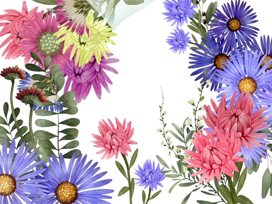 Aster Birth Flower Clipart PNG September Flower PNG - Etsy
