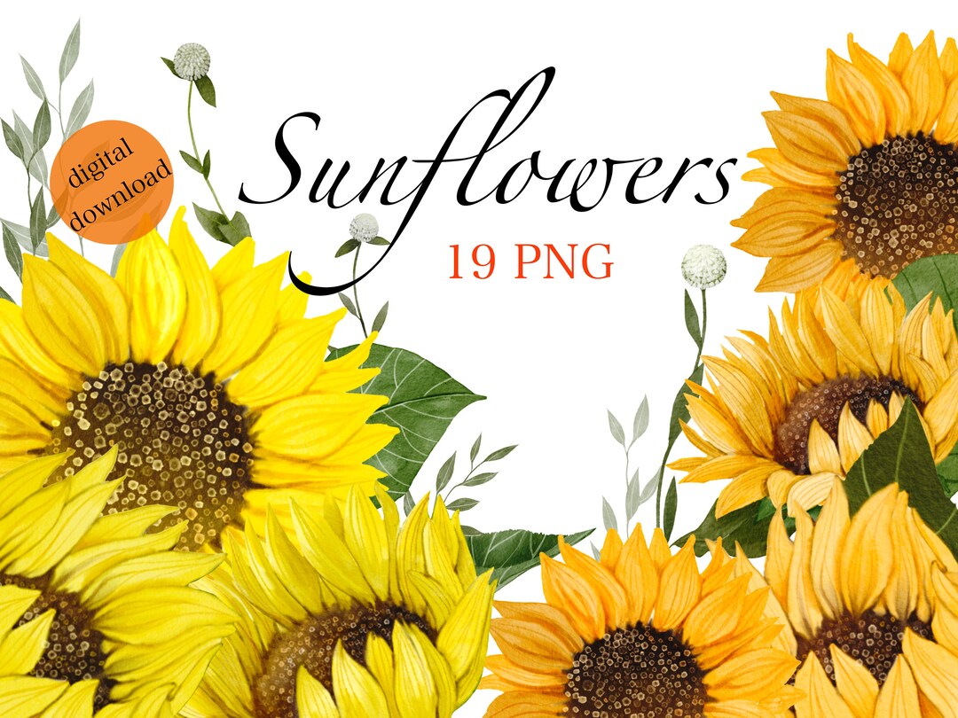 Sunflower Clipart PNG Bundle | Floral Wedding Invitation | Yellow ...