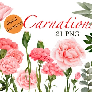 January Birth Month Flower Carnation PNG / Birth Flower Clipart ...