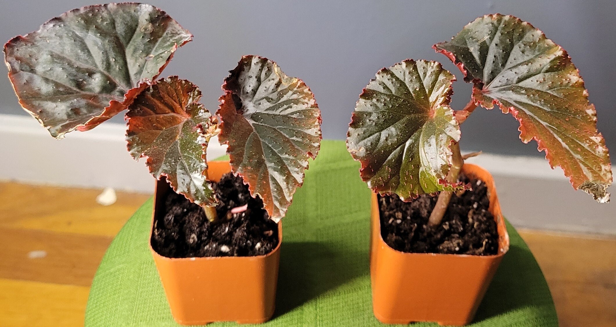 Begonia 'argenteo-guttata', angel Wing - Etsy