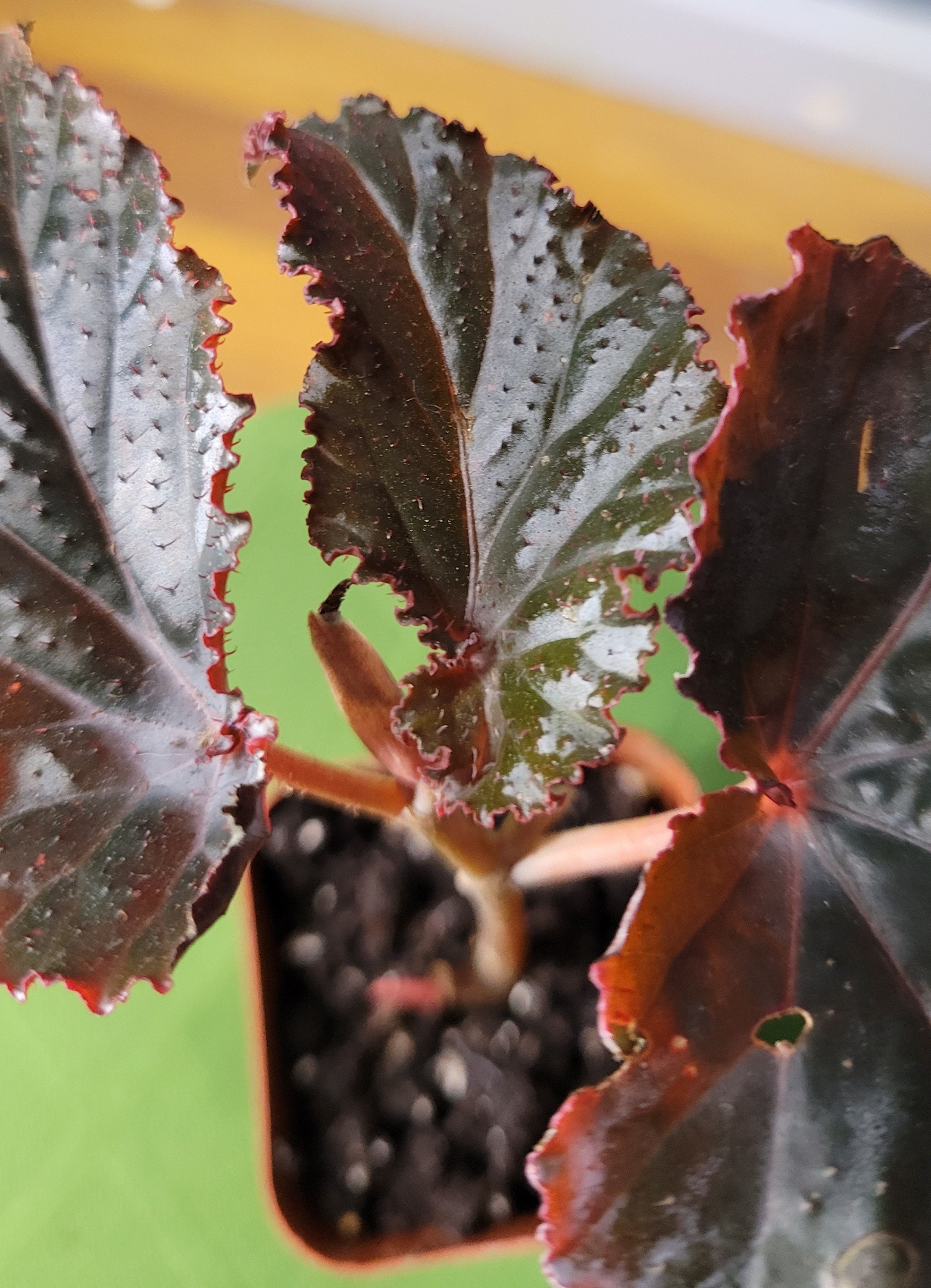 Begonia 'argenteo-guttata', angel Wing - Etsy